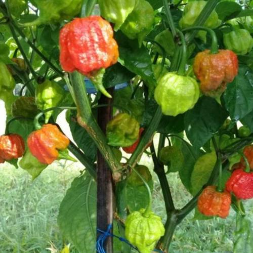 Jual Tanaman Cabe Carolina Reaper - Bibit Buah/Sayur Cabai Carolina ...