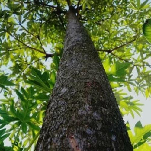 Promo Herbal kulit kayu pule segar pohon lame - Kab. Pangandaran ...