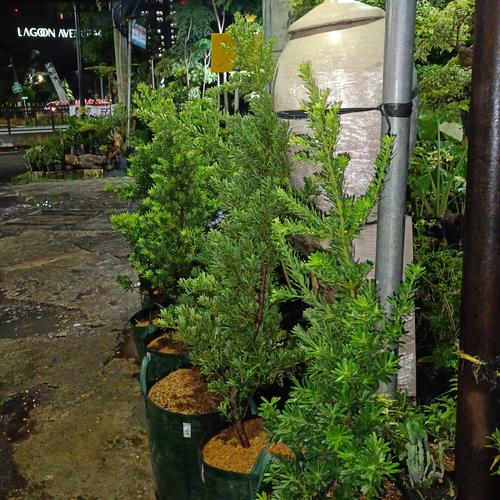 Jual pohon lohansung/lo Han Sung/ bonsai lohangsung. T 50cm, D 3cm ...