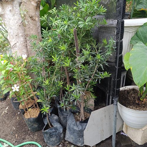 Jual pohon lohansung/lo Han Sung/ bonsai lohangsung. T 50cm, D 3cm ...