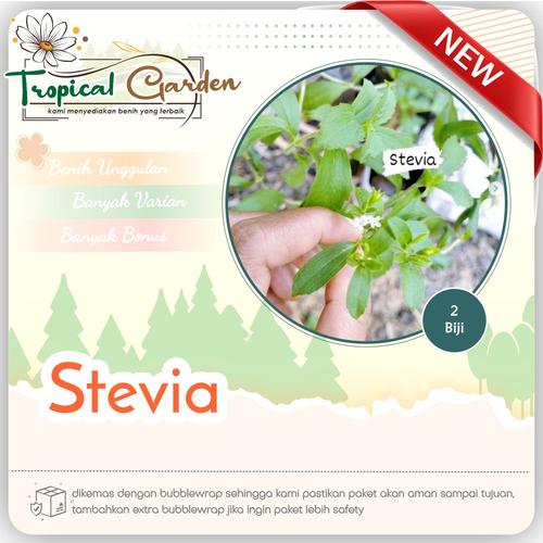 Jual Benih Biji Daun Stevia Daun Manis Sweet Candy Leaf - Kab. Kediri ...