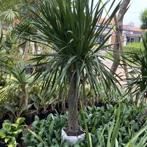 Jual Tanaman Pandan Bali Cabang - Jakarta Barat - little Bali landscape ...