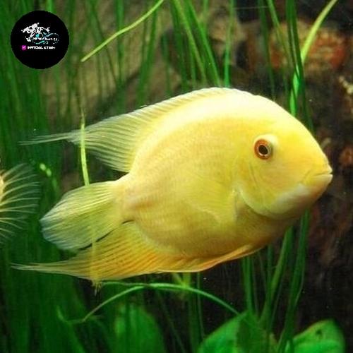 Jual IKAN HIAS IKAN YELLOW SEVERUM CICHLID TANKMATE BESAR - Jakarta ...