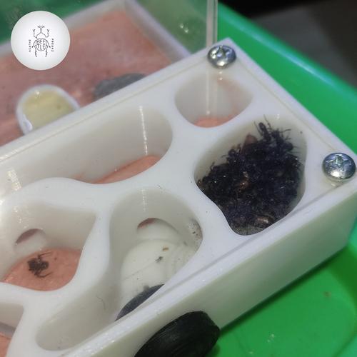 Jual Small Formicarium / Ant Nest / Sarang Semut / Rumah Semut - Kab ...