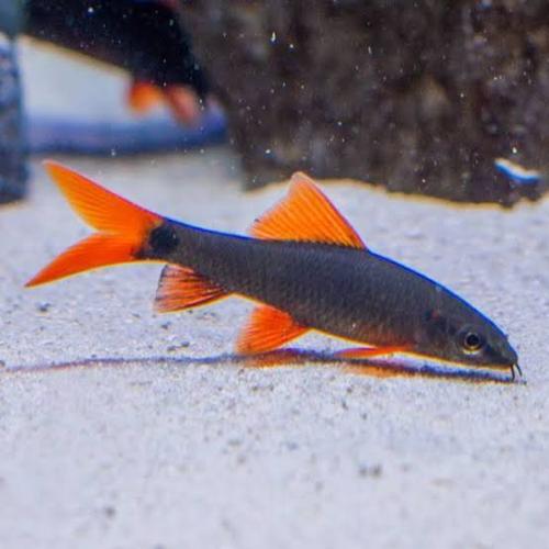 Jual Ikan Hias Redfin Shark Hitam - Kota Bandung - partera Aquatic ...