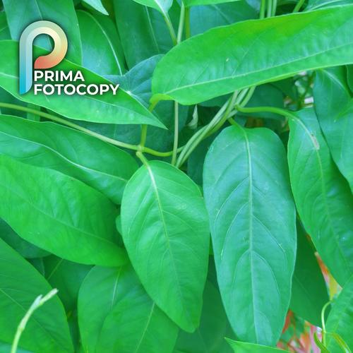 Jual Daun Kentut Segar Untuk Kue Tradisional Khas Kalimantan Obat ...