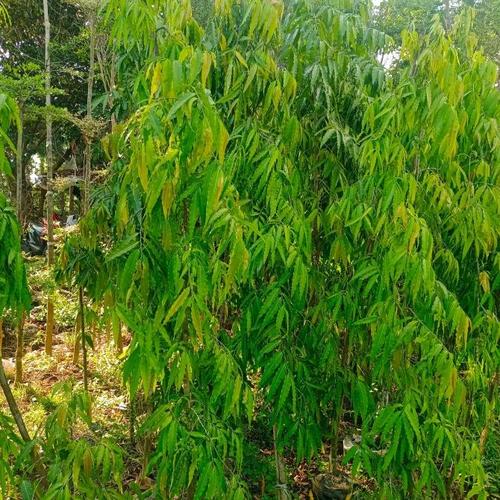 Jual Tanaman Hias Glodokan Tiang Tinggi 3 Meter Pohon Glodokan Tiang ...