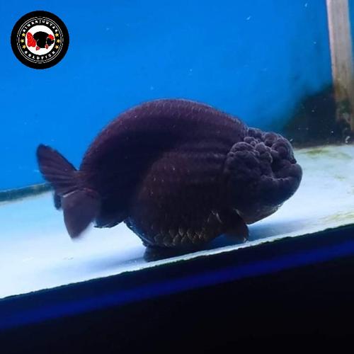 Jual ranchu black / ikan mas koki ranchu black / hitam bergaransi 8-9 ...