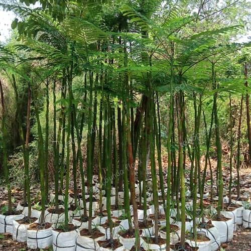 Jual pohon solobium - pakis brazil - schizolobium parahyba - Kab. Bogor ...