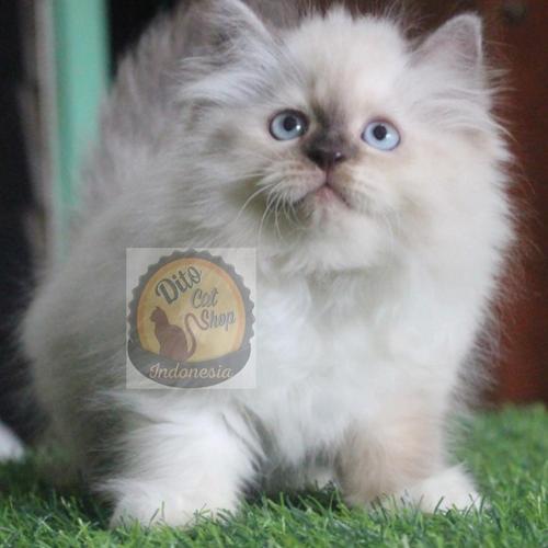 Jual Kucing Persia Ragdol Blue Eyes - Jakarta Pusat ...