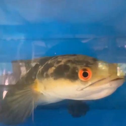 Jual Ikan Hias Chana Maru Riau 35cm - Kota Medan - Aquarium Custom ...