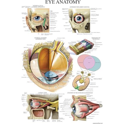 Jual POSTER ANATOMI MATA - EYE ANATOMY - A3 + Artpaper - Kab. Bekasi ...