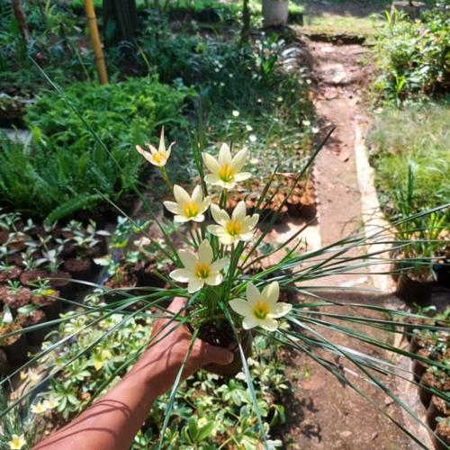 Promo tanaman kucai tulip bunga putih - pohon tulip bunga putih kucai ...