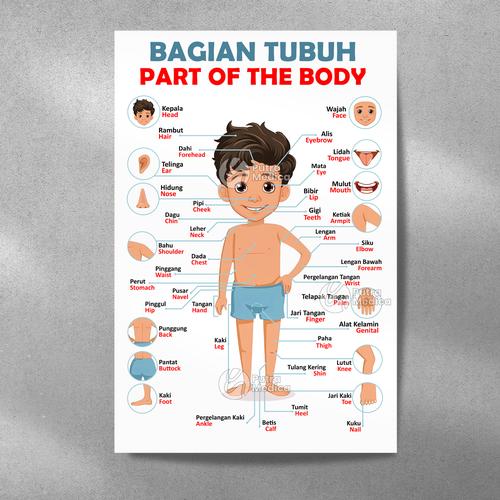 Jual Poster Bagian Tubuh Manusia A3+ / Parts Of The Body / Gambar ...