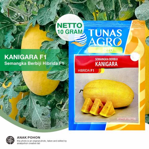 Jual (1 PACK) Benih Semangka Golden Berbiji KANIGARA Hibrida F1 - Kab ...