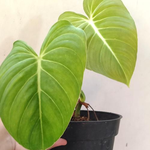 Jual tanaman cantik philodendron glorious (gloriosum x Melano chrysum ...