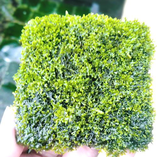 Jual moss ricardia lempeng ukuran 8x8 tanaman aquascape aquarium - Kab ...