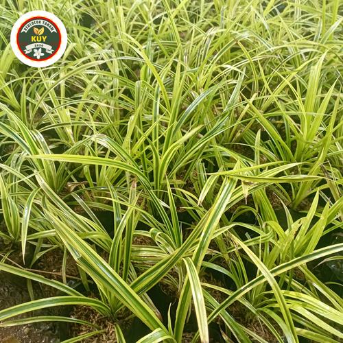Jual pandan kuning afrika tanaman pandan kuning afrika - Kab. Bogor ...