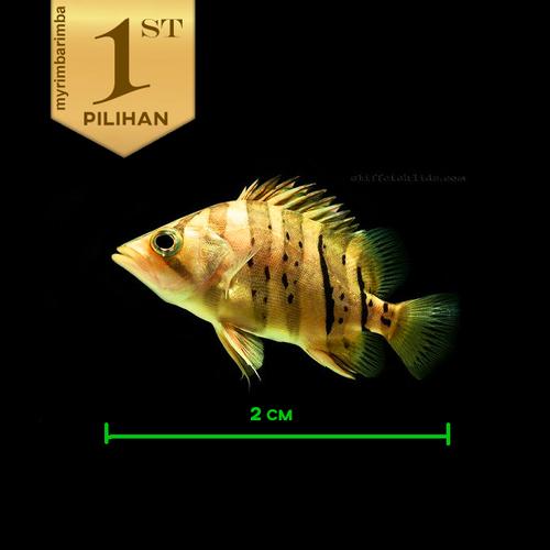 Jual Baby Datnoid Tiger Fish Ikan Hias Datz Hiasan Aquarium Aquascape ...