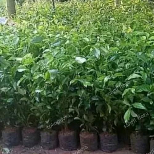 Jual paket 100 pohon teh tehan untuk pagar - 50 pohon - Kab. Bogor ...