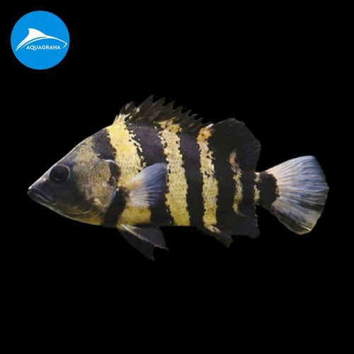 Jual Datz NGT Papua Tiger Fish Datnoid New Guinea Tigerfish - Jakarta ...