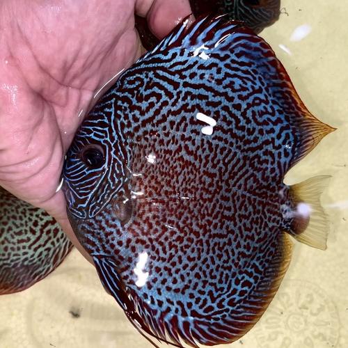 Jual Discus highbody leopard snake skin Hb / discus Hb lss 4,5"inch - 3 ...