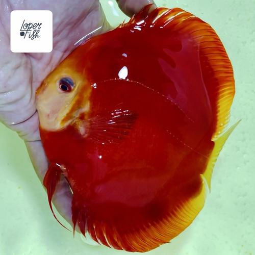 Jual Discus Super Red melon / Red melon 4" inch 4,5"-5" premium grade ...