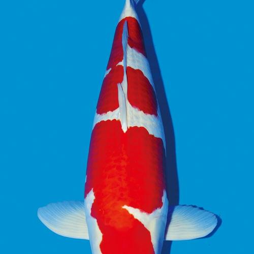 Jual ikan koi kohaku jumbo grade A koi warna merah putih high quality ...