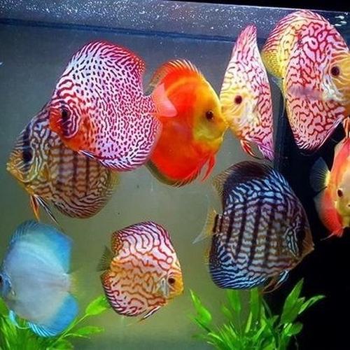 Jual ikan discus 2inc paket 2ekor /jenis jenis discus/ikan hias ...