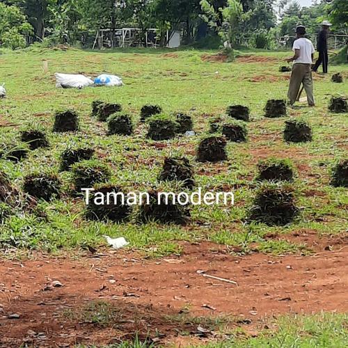 Jual Rumput hidup rumput gajah biasa/rumput paitan 1 mobil cary picup ...