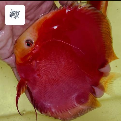 Jual Discus Red Valentine 3,25-3,5"inch / 4" inch / 4,5" - 5" inch - 3 ...