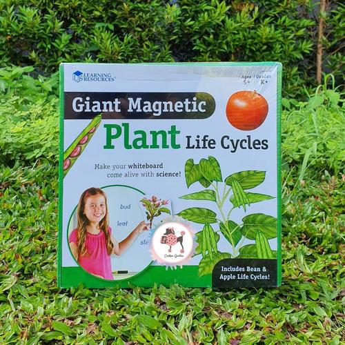 Jual Learning Resources Giant Magnetic Plant Life Cycle - Jakarta Barat ...