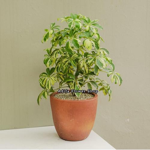 Jual tanaman hias walisongo variegata besar + pot tanah + batu hias ...