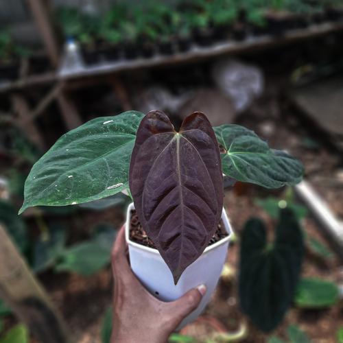 Jual Anthurium Darkest Panama/goliath 4 daun - Kab. Bogor - alfanani ...