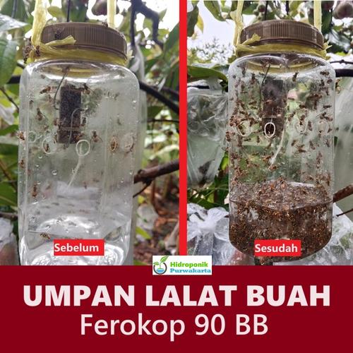 Promo Atraktan Umpan Perangkap Hama Lalat Buah Insektisida FEROKOP 90 ...