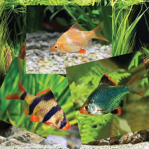 Jual Ikan Air Tawar Sumatra / Tiger Barb / Sumatra Barb / Pemakan Kutu ...