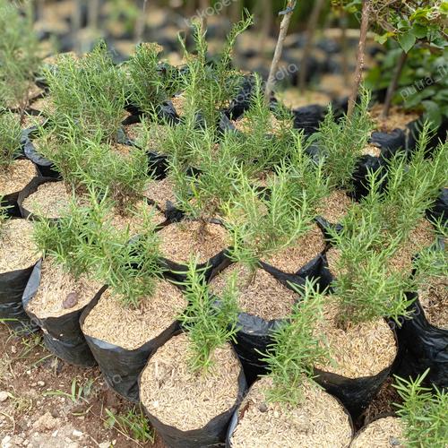 Jual tanaman rosemary pengusir nyamuk pohon rosemary wangi harum - Kab ...