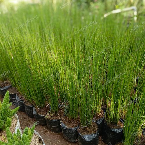 Jual tanaman hias bambu air lidi pohon bambu air hias tanaman bambu air ...