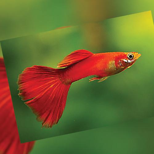 Jual Ikan Hias Guppy AFR / Guppy Albino Full Red / Ikan Aquascape - Betina - Jakarta Timur ...