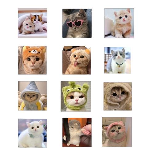 Jual ISI 15 PCS FOTO KUCING CUTE | GAMBAR KUCING LUCU - Kota Cimahi ...
