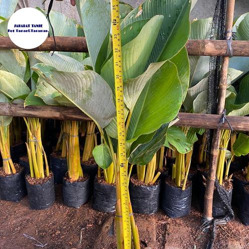 Jual Pisang Kalatea//Pohon Pisang Kalatea - Kota Depok - sahabat tanie ...