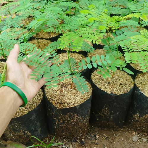 Jual bibit pohon pakis brazil - pohon solobium - tanaman hias solobium ...