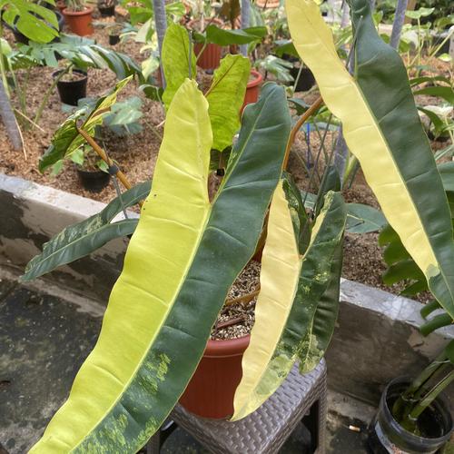 Jual philodendron bilietiae busi - Jakarta Selatan - Kebun ...