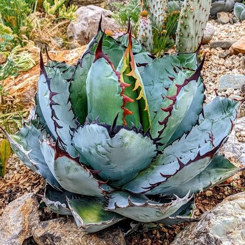 Jual Agave titanota "Blue Ball" - Kota Batu - Ninja Planter | Tokopedia