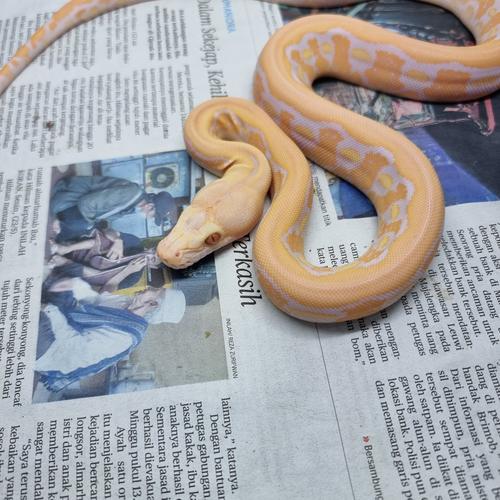 Jual retic tiger albino whitephase - Kab. Bandung - INDEXAN | Tokopedia