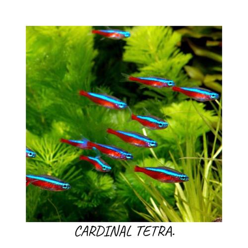 Jual Cardinal Tetra Ikan Hias Air Tawar Aquascape - Kota Surabaya ...