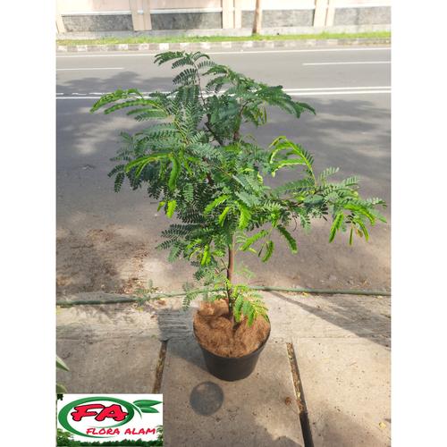 Jual Paket Tanaman Asem Jawa / Pohon Asem Jawa - Jakarta Utara ...