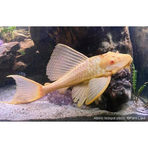 Jual Ikan Sapu Sapu Albino / Pleco Albino / Alga Eater / Pemakan Lumut ...
