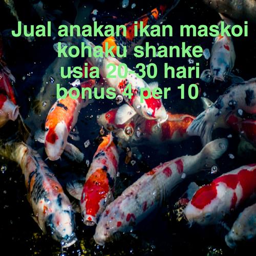 Jual Hiasan akuarium mas koi kohaku shanke showa utsuri hiutsuri anakan 25 - Kab. Bogor - Betta ...