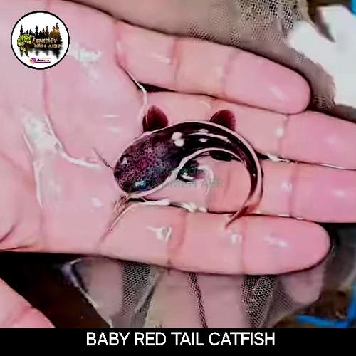 Jual IKAN RTC | RED TAIL CATFISH | AMAZONE - Kota Bekasi - RICKY MEN ...